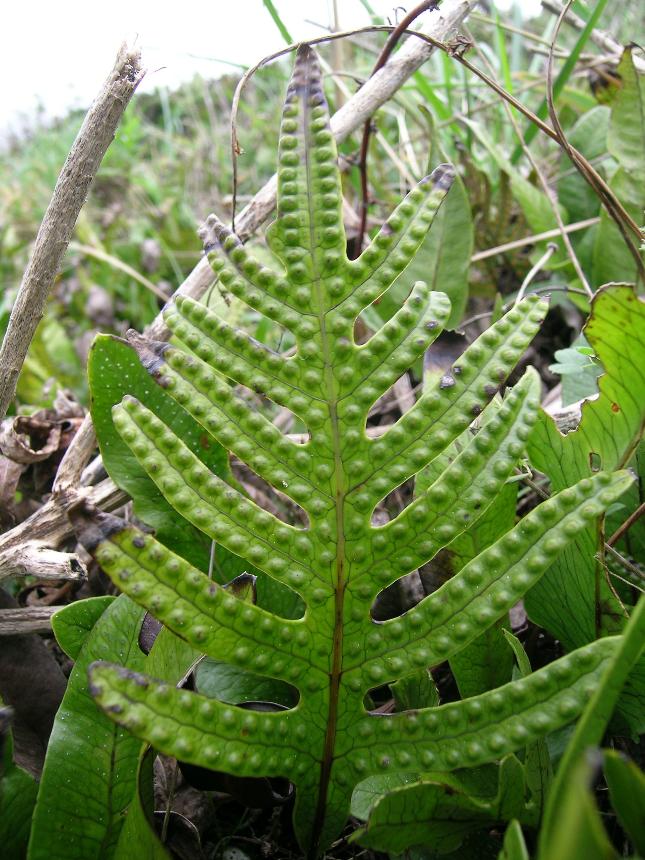 Flora of New Zealand | Taxon Profile | Microsorum pustulatum