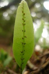 Flora of New Zealand | Taxon Profile | Microsorum pustulatum subsp ...